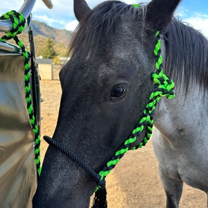 Black With Turquoise Lariat Rope Nose Muletape Halter With Matching 8 ...