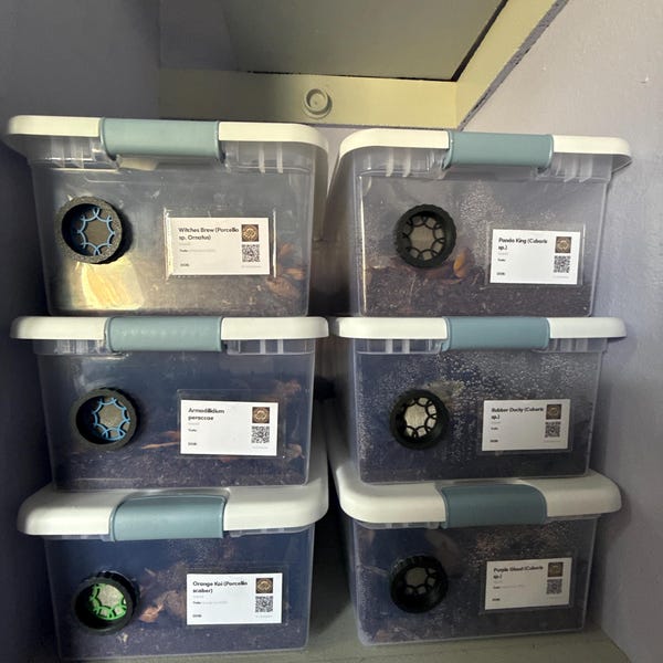 Feed/mist Port Vents for Isopods, Millepedes, Spiders and Many Other ...