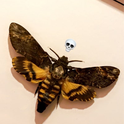 Deaths-head Hawk Moth Framed Moth Real Moth Silence of the - Etsy