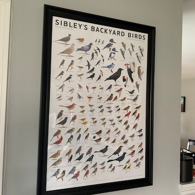 Sibleys Common Trees of Eastern North America Poster - Etsy