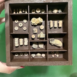Wooden Curiosity Cabinet Printer Tray Letterbox Display, Rock Display ...
