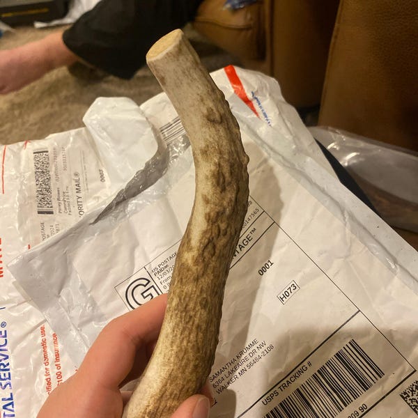 NEW Natural Shed Real Deer Antler Knobs / Pulls Cabinet Dresser Hardware 1 EA oregon Antler ...