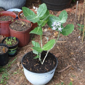 AMLA Live Plant Aka Emblica Officinalis Indian Gooseberry - Etsy