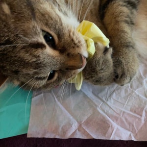 Pico De Gato - 1oz Resealable Package of Super Potent Catnip #16100 - Etsy