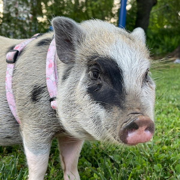 Cotton Mini Pig Harness - You Choose Fabric - Etsy