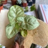 Syngonium “confetti” Starter Plant **(ALL Starter Plants Require You to ...