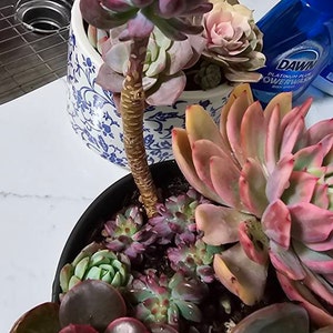 Echeveria Ellen Variegated - Etsy