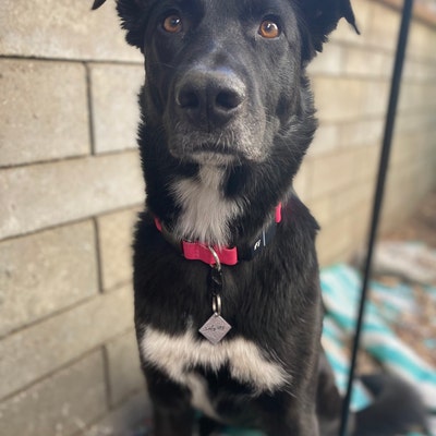 Pet ID Tag Swarovski Butterfly Dog Tag Rhinestone Gems Dog - Etsy