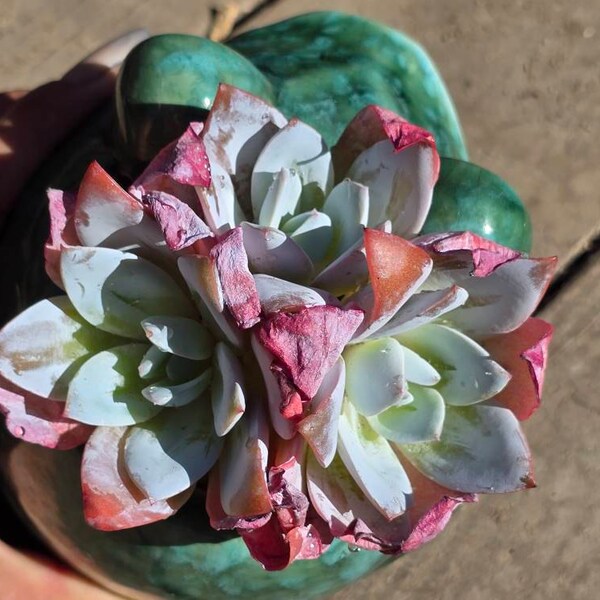 Echeveria Lincoln Maria-succulent - Etsy