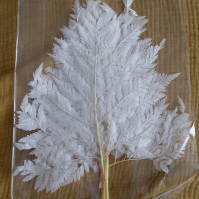 Preserved Fern, Bleached Leather Leaf, 10 Stems Preserved Soft and ...