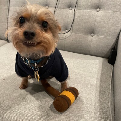 Squeaky Gavel Dog Toy - Etsy