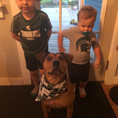 Michigan State Spartans Over Collar Dog Bandana, MSU Pet Scarf ...