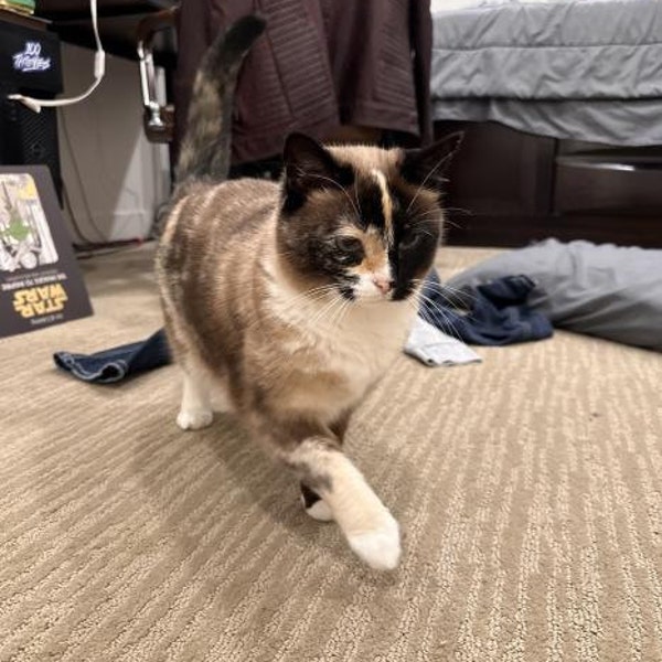 Animated Dancing Cat Emote: Funny Twitch/discord Kitten (GIF & PNG) - Etsy