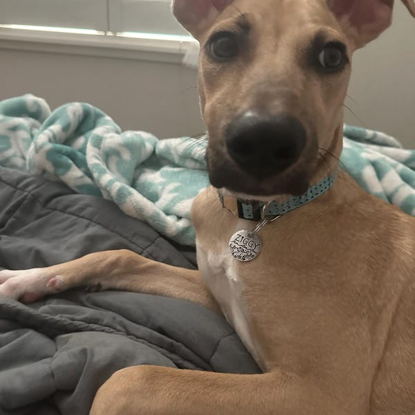 Mini Dog Tag for Dogs, the Bean, Dog Tag, Kidney Bean, Personalized ...