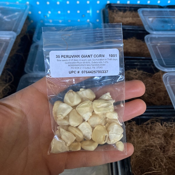 35 Peruvian Giant Corn Seeds-1051 - Etsy