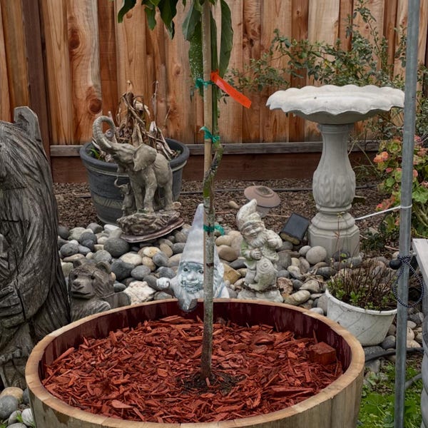 Tall Grafted 'giant Fuyu' Persimmon Tree - Fast Fruit Bearing - Rare ...