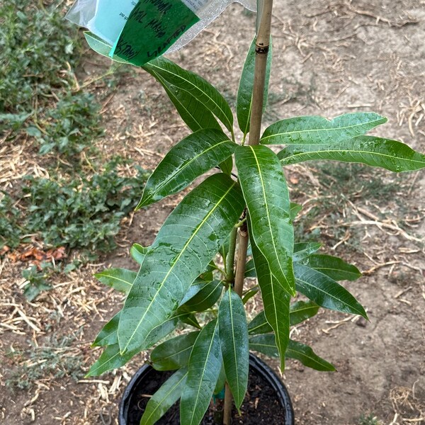 Indian Mango Alampur Banishan Mango Tree Grafted - Etsy