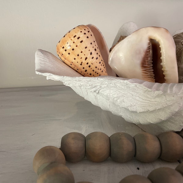 Beech Cone Seashell Conus Betulinus (1 Shell Approx. 2.75+ Inches) Cone ...