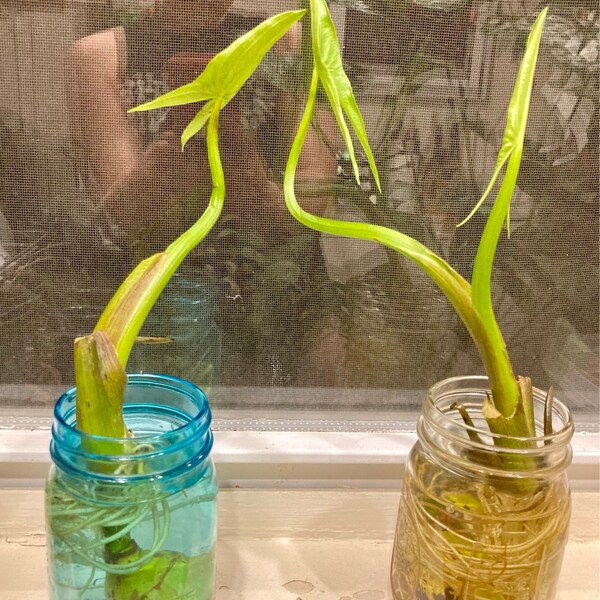 Wolf Bean, Lupine, Lupini Bean Packet; Flower & Vegetable - Etsy