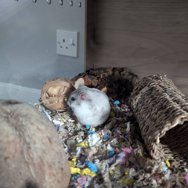 Flax Spray, Dried Flax Stems, Hamster Flax, Bird Flax, Hamster Flax ...