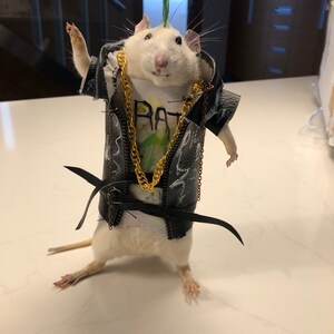 Taxidermy Rat Rasta Taxidermy Anthropomorphic Rat Curiosity - Etsy