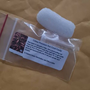 Celosia Seeds First Flame Mix 50 Pelleted Seeds - Etsy