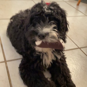 Catnip Cannoli Cat Toy - Etsy