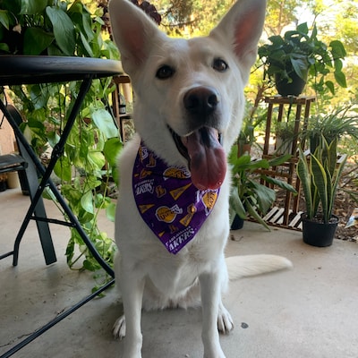 Los Angeles Lakers Dog Bandana, Basketball Dog Bandana - Etsy