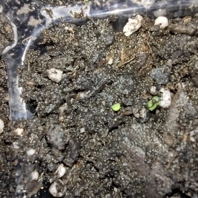 40 Sugar Baby Watermelon Seeds Citrullus Lanatus CI4040 - Etsy