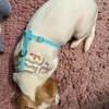 DIY Dog Harness Sewing Pattern and Full Instructions PDF Download, Extra Small to Extra Large ...