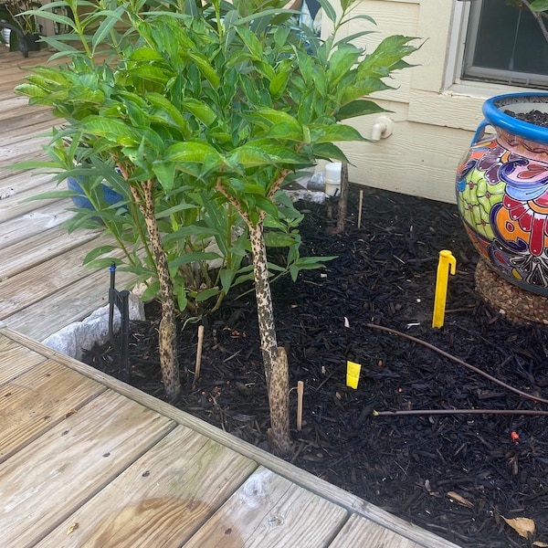 AMORPHOPHALLUS KONJAC Twenty Five (25) Bulbils - Voodoo Lily Bulb - Etsy