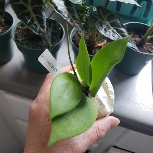Hoya Kicki, Hoya Hybrid, Rooted Plant Shipped in 2.5 Pot. - Etsy