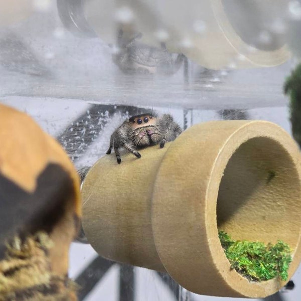 Made-to-order Elven Fountain Jumping Spider Enclosure,jumping Spider ...