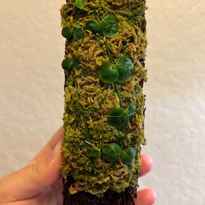 Sedum Multiceps / Miniature Joshua Tree old Trunk - Etsy