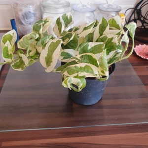 85 100cm Monstera Deliciosa Taurii XL Swiss Cheese Plant 27cm Pot House ...