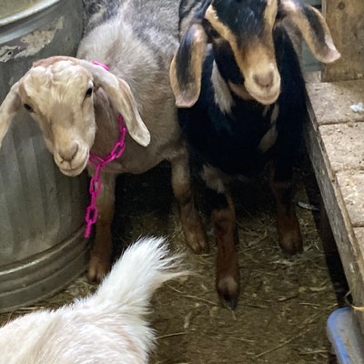 Goat Collar Plastic 6mm Chain With Metal Quick Link 20, 28 and 36 - Etsy