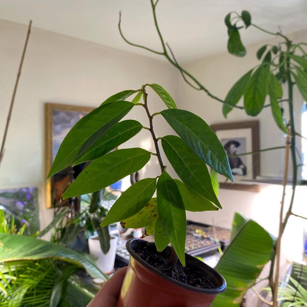 CHAYA Mayan Miracle Mexican Tree Spinach Organic Deeply Lobed Leaf ...