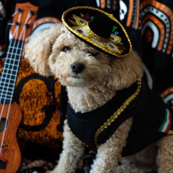 Mariachi Dog Costume/ Mariachi Outfit for Dogs/ Mexican Dog Costume ...