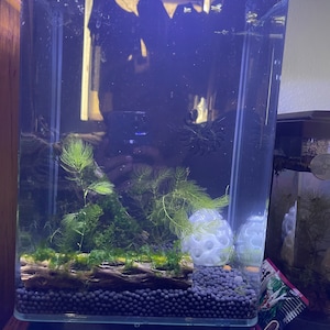 X2 Subwassertang Moss on Cholla Wood Shrimp Hideout & Betta Aquarium ...