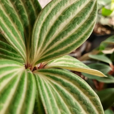 Aglaonema 'bamboo' Sp. Variegated Chinese Evergreen Live Indoor ...