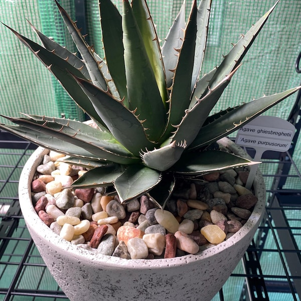 2g Agave Isthmensis,gorgeous Compact Agaves,great Container Agaves ...