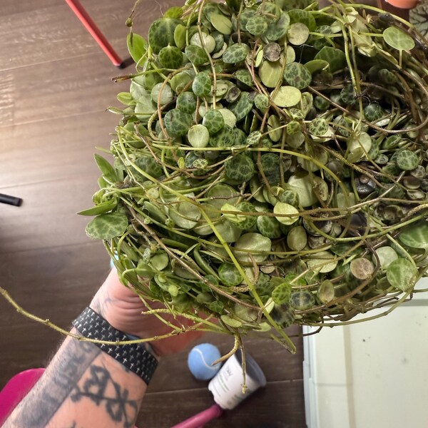 4" African Violet “cabbage Patch” - Etsy