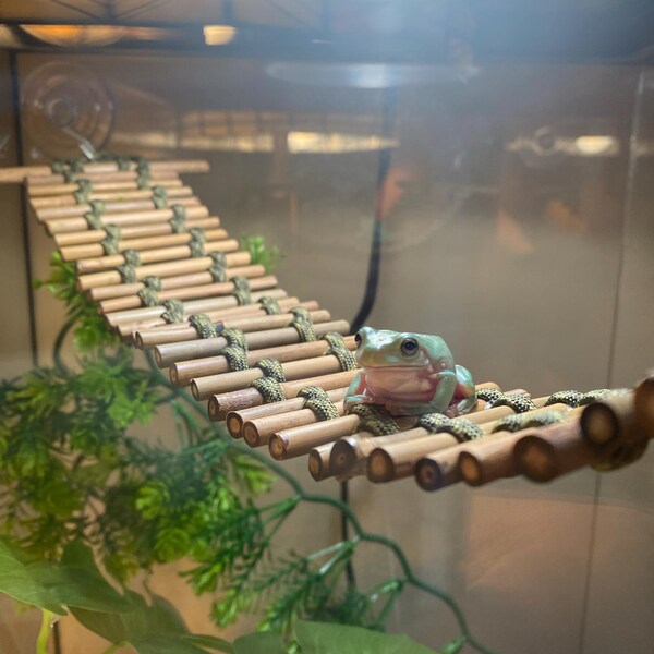 Bamboo Bridge - 2.5" Width - (perfect for Young Crested Geckos, Tree ...