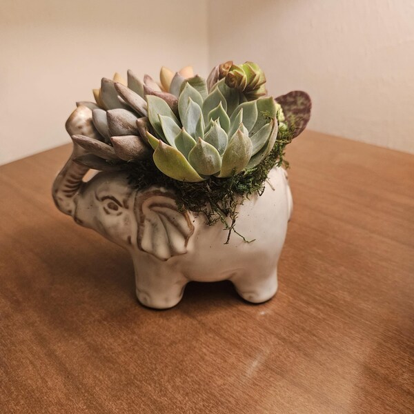 Colorful Living Succulents in a Falling Leaf Pot, Autumn Decor, Fall ...