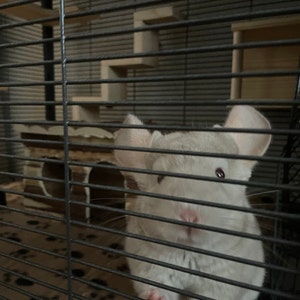 Crazy Critter 11 Pc Kiln Dried Pine Chinchilla//rat//degu//squirrel ...