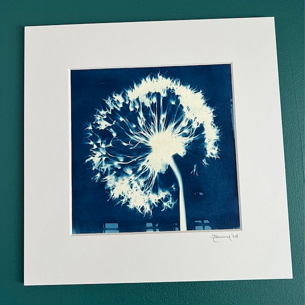 Original Semi Bleached Cyanotype of an Allium & Five Collage Cyanotype ...