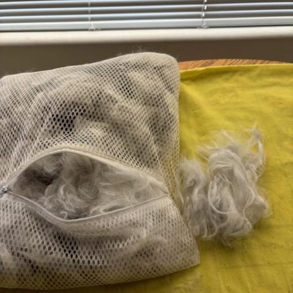 Merino Wool Raw Fleece White 4 Lbs 13 Oz “una” Fresh Sheared 6/24 ...