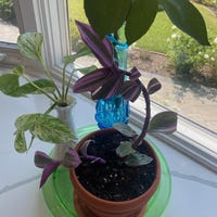 Live Angel Wing Begonia medora Starter Plant USA SELLER - Etsy