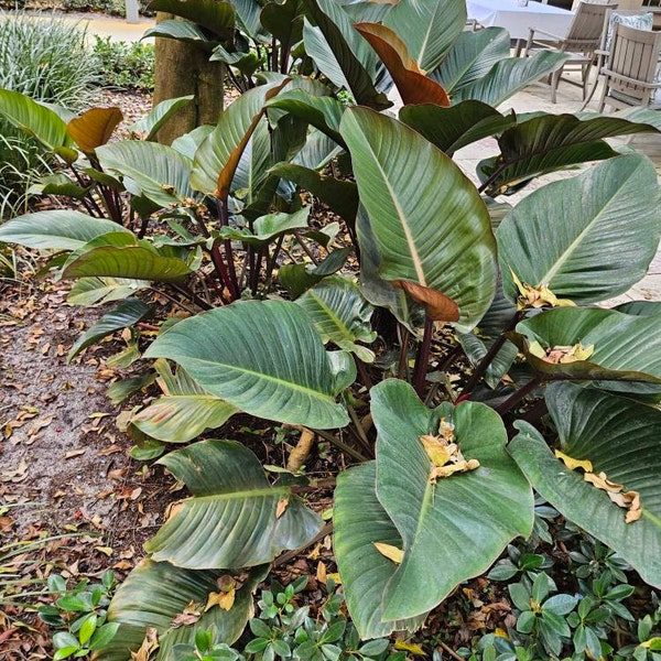 PSYCHIC VAMPIRE REPELLENT Protection Mist Gem-infused Aromatherapy ...