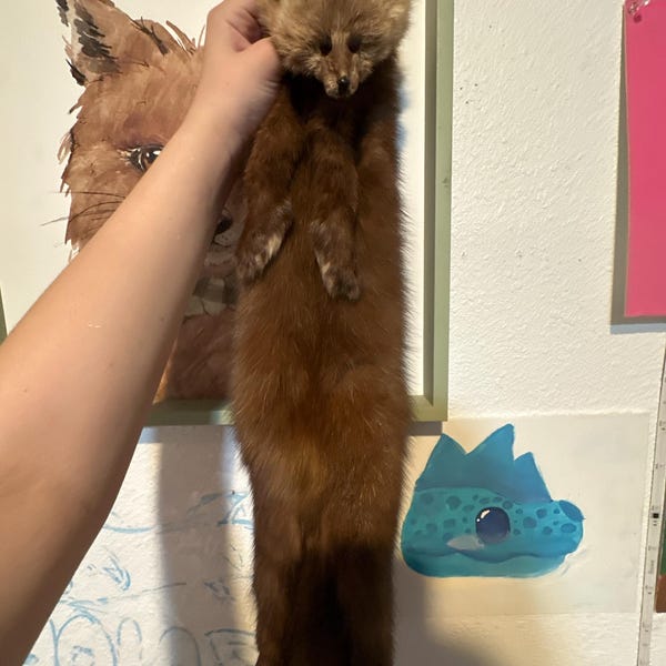 Vintage Blue Fox Pelt Stole With Chin Clip 1940s 1950s 1960s Real ...